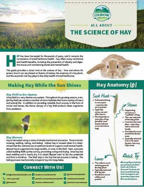 All About The Science of Hay (Article) - Oxbow Animal Health