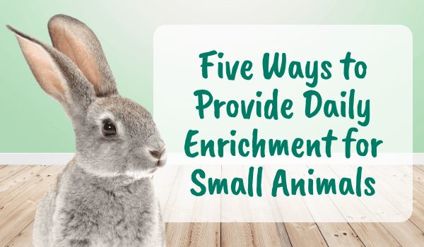 Five Ways to Provide Daily Enrichment for Small Animals - Oxbow Animal ...