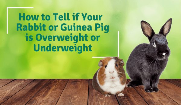 Signs Your Rabbit or Guinea Pig is Overweight or Underweight - Oxbow ...