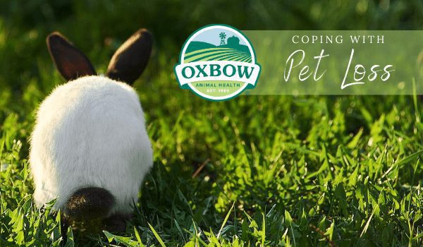 How to Cope with the Loss of a Pet