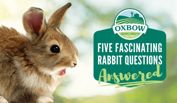 Five Fascinating Rabbit Questions Answered - Oxbow Animal Health