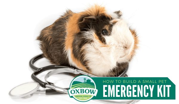 How to Build a Small Pet Emergency Kit - Oxbow Animal Health