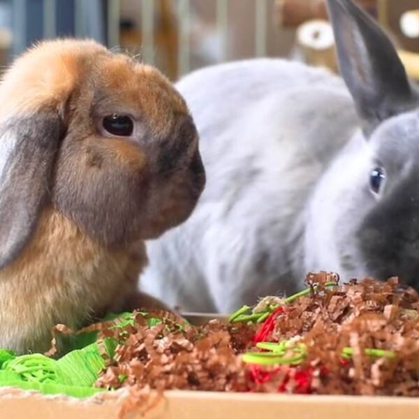 Enriched Life - Garden Dig Box - Oxbow Animal Health