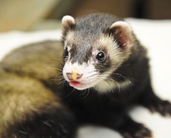 Total Ferret Wellbeing | Discover the Oxbow Way