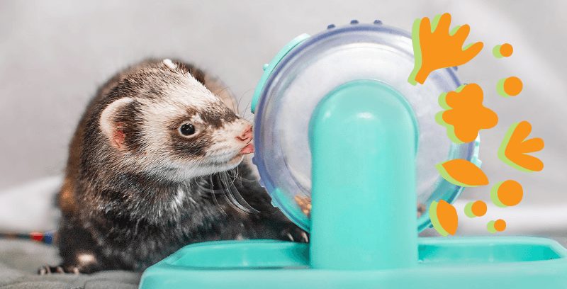 Ferret Enrichment - Oxbow Animal Health