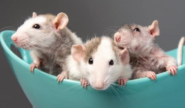 How to care for your rat or mouse