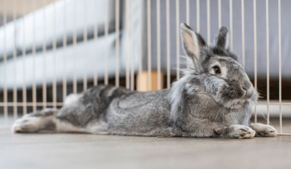 How to Support Your Senior Rabbit - Oxbow Animal Health