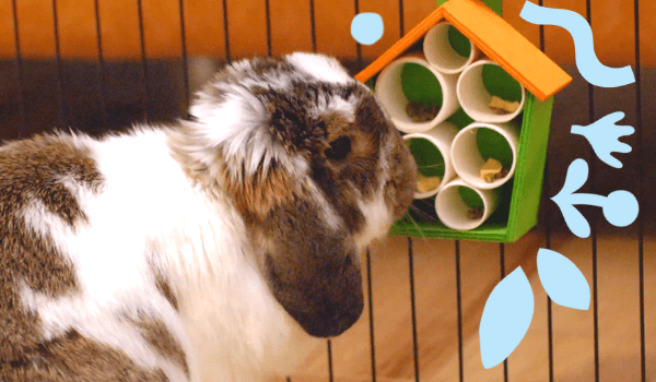 6 Fun Ways to Make Your Small Pet Work for Their Food - Oxbow Animal Health