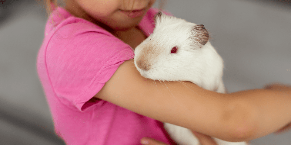 Busting Common Guinea Pig Myths - Oxbow Animal Health